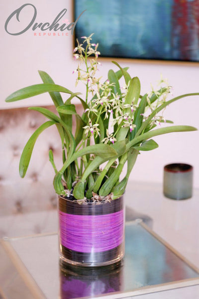 Purple Dust Orchids - Delivery