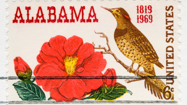 What Is Alabama's State Flower? - Orchid Republic