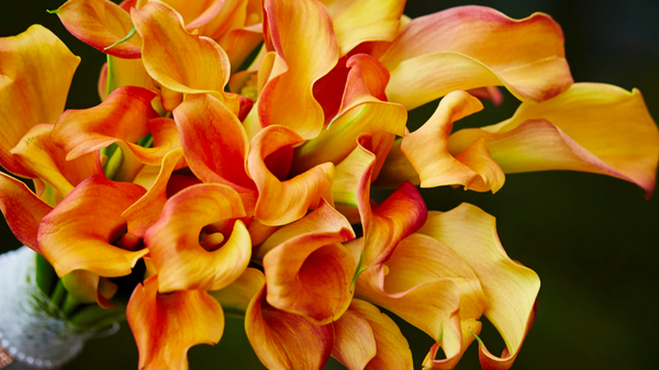 In The Spotlight: Calla Lilies for Autumn Bouquets - Orchid Republic