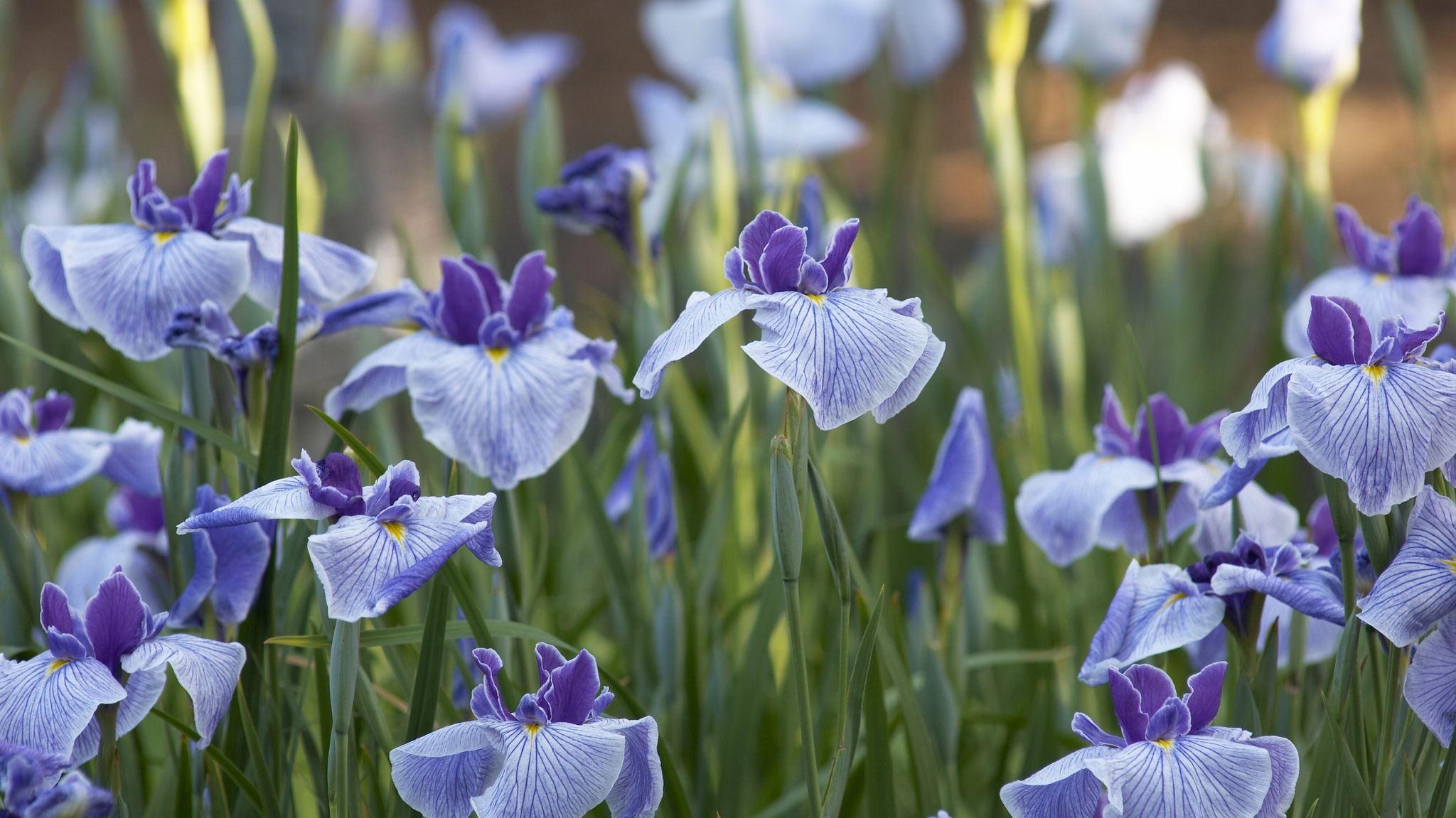 National Iris Day: Celebrating the Rainbow Flower – Orchid Republic Floral Boutique
