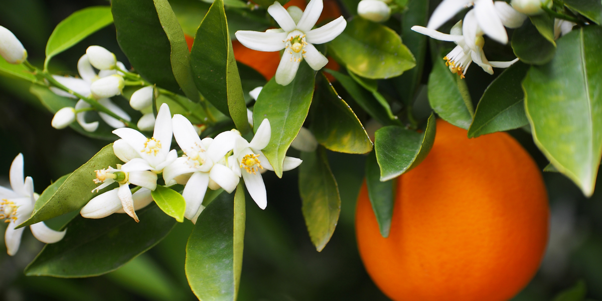 Orange Blossom: Florida's State Flower – Orchid Republic Floral Boutique