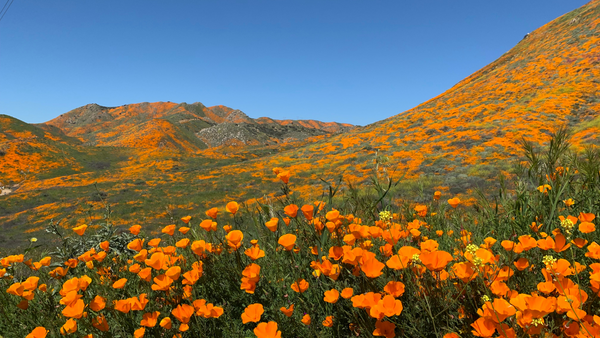 California Dreamin': Golden Poppies, The Golden State's Official Flowe ...