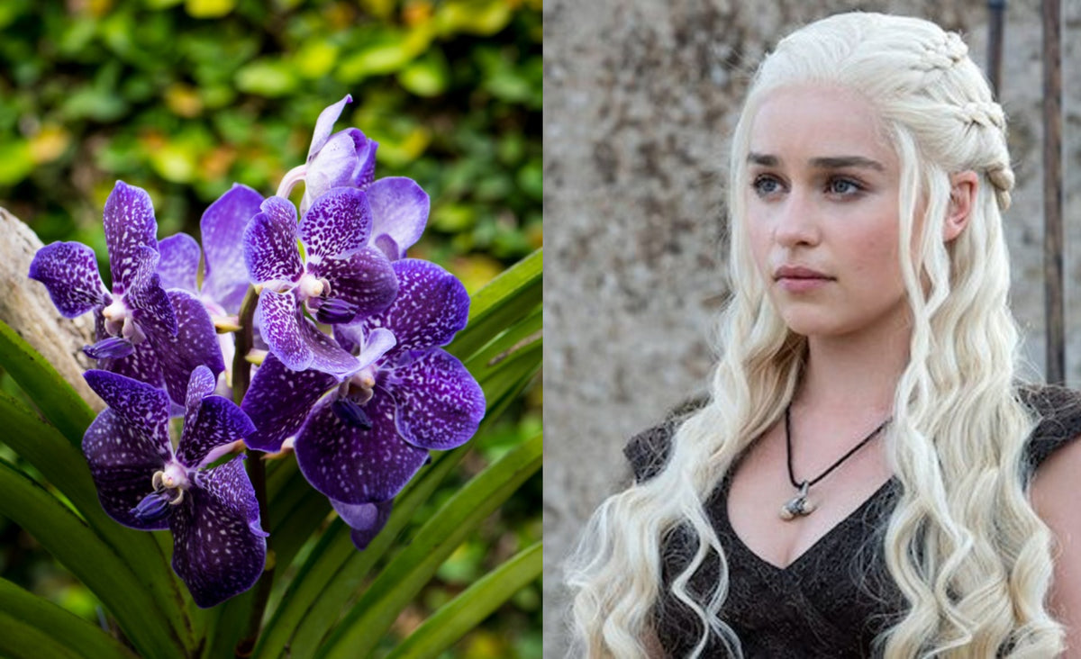 Which Orchid Represents Your Favorite GoT Character? – Orchid Republic ...
