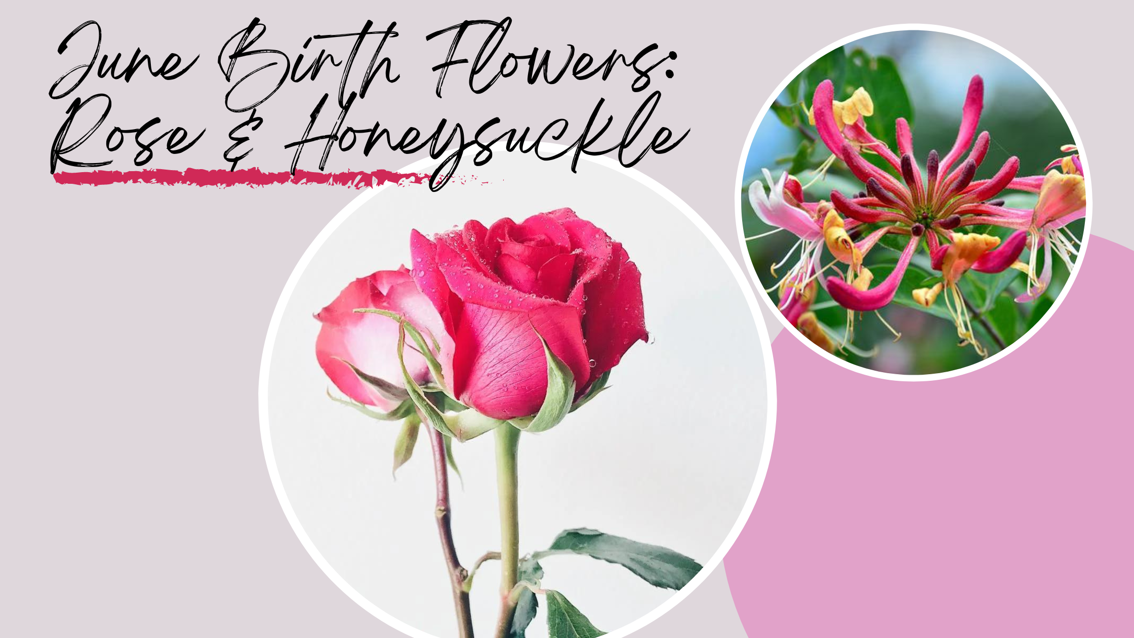 June Birth Flowers Rose And Honeysuckle Orchid Republic June Birth Flowers Rose And Honeysuckle Orchid Republic