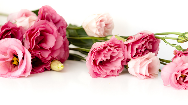 Everything to Love About Lisianthus Flowers - Orchid Republic