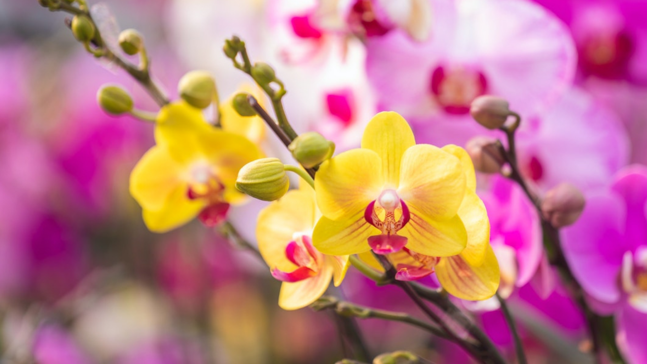 Orchid Care Tips for Summer – Orchid Republic Floral Boutique