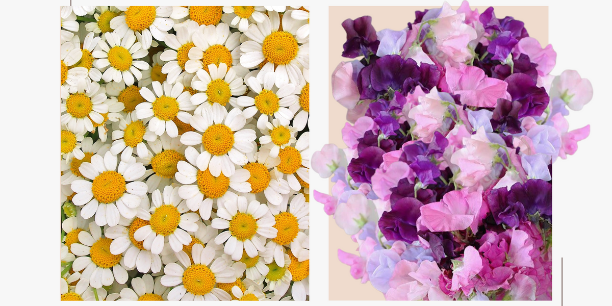 Daisy and SweetPea: April Birth Flowers – Orchid Republic Floral Boutique
