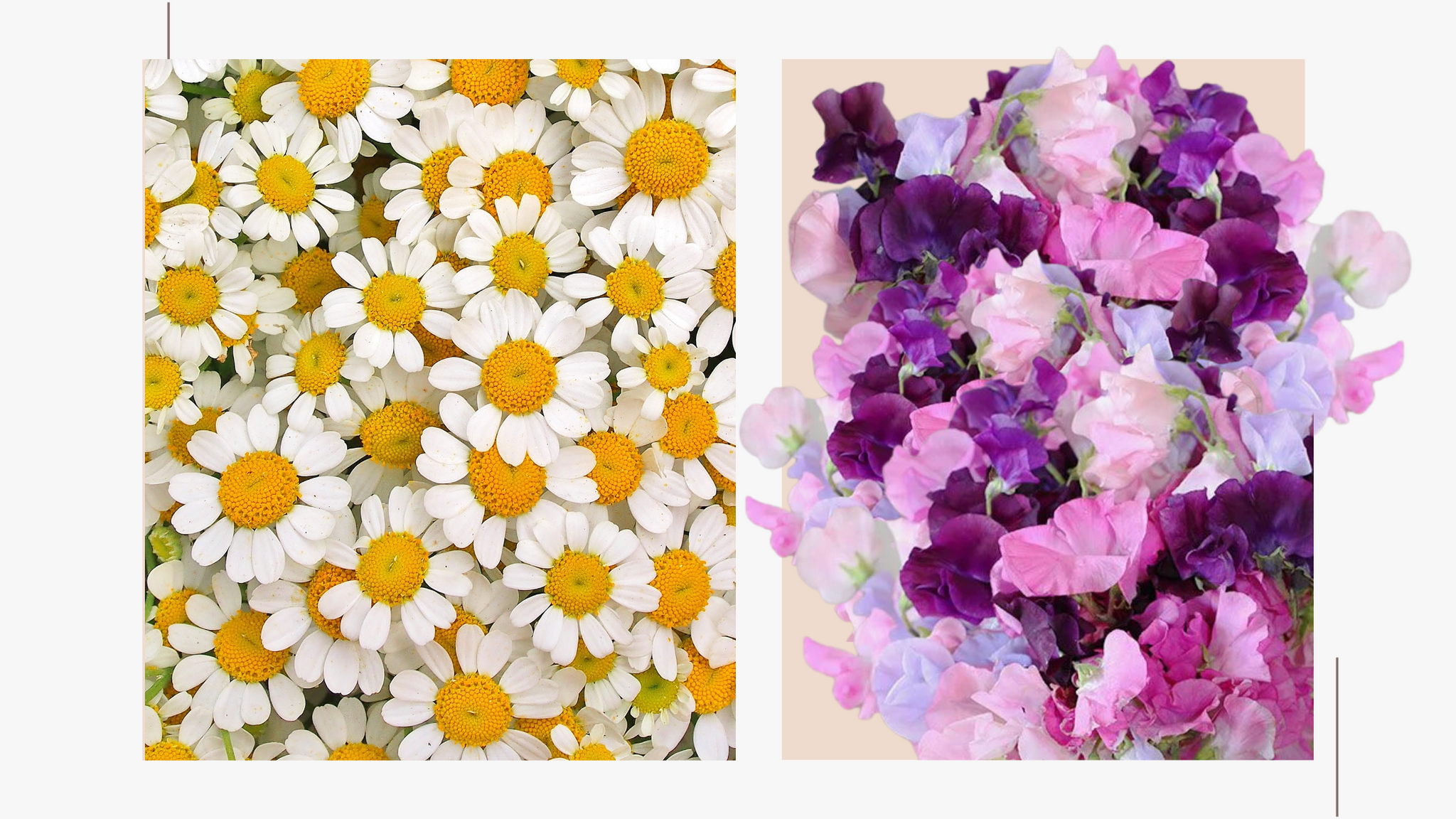 Daisy and SweetPea: April Birth Flowers – Orchid Republic Floral Boutique
