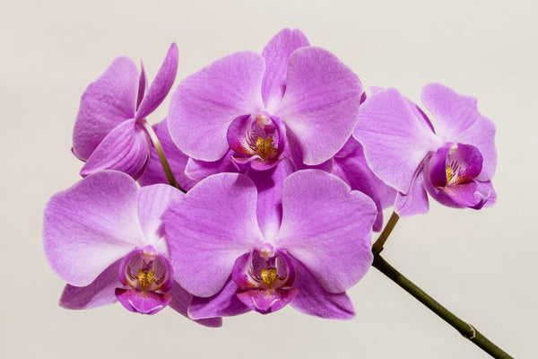 Here’s Why Orchids Make Perfect Valentine’s Day Flowers - Orchid Republic