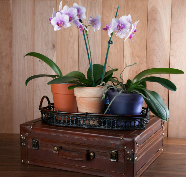 3 Types of Indoor Orchid Plants for Your Home - Orchid Republic