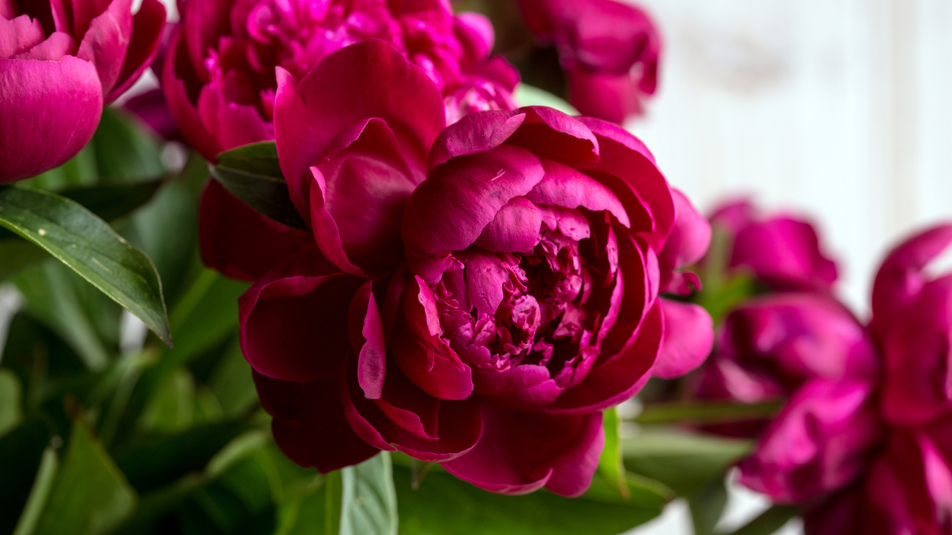 Indiana's State Flower, Peonies - Orchid Republic