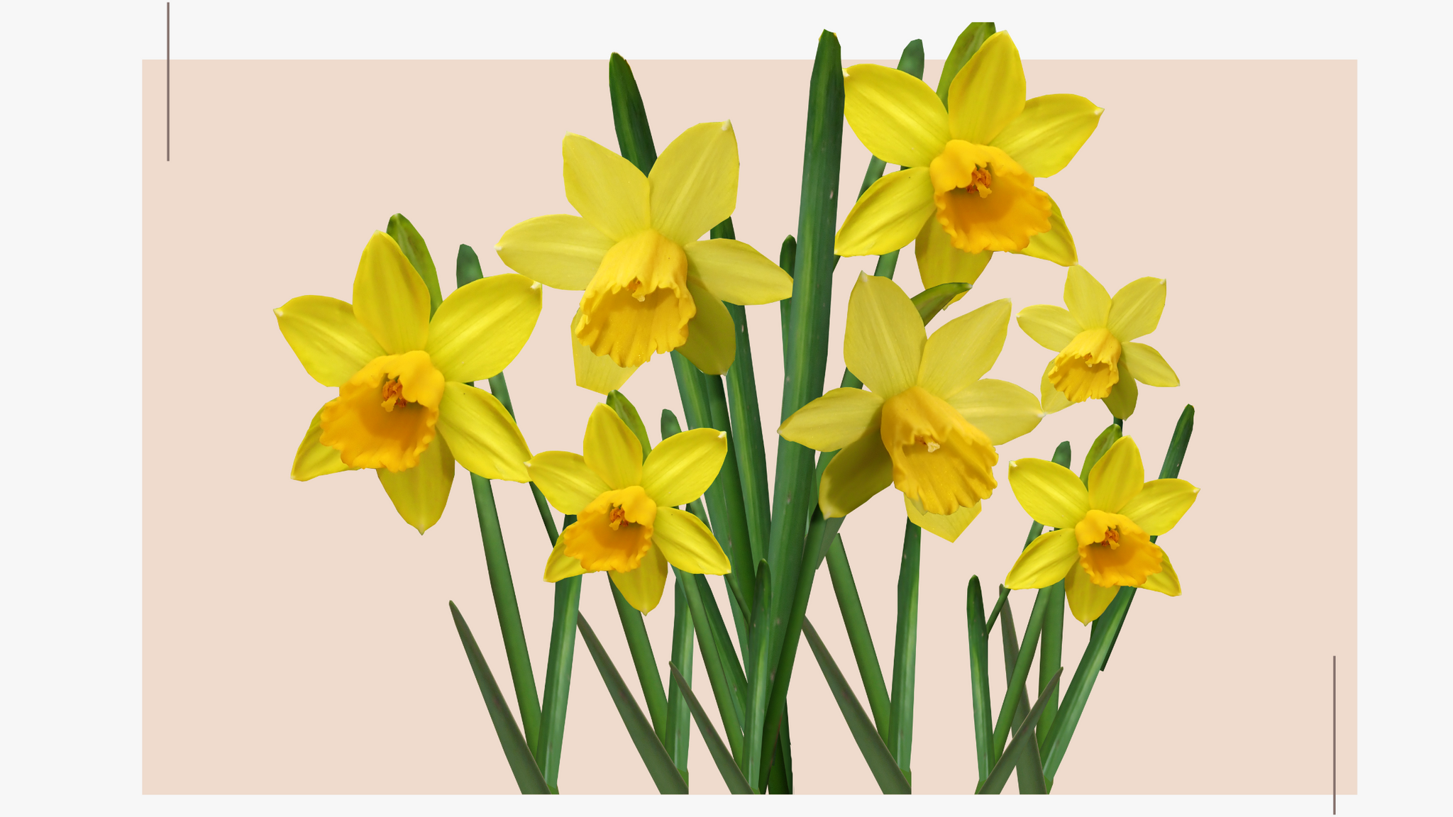Daffodils: March Birth Flowers – Orchid Republic Floral Boutique