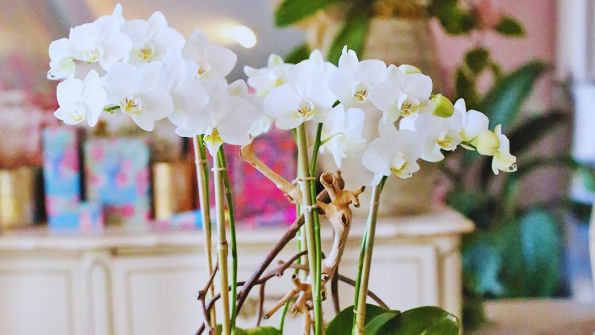 The Ultimate Guide to New Year Flowers for Happiness and Prosperity ...