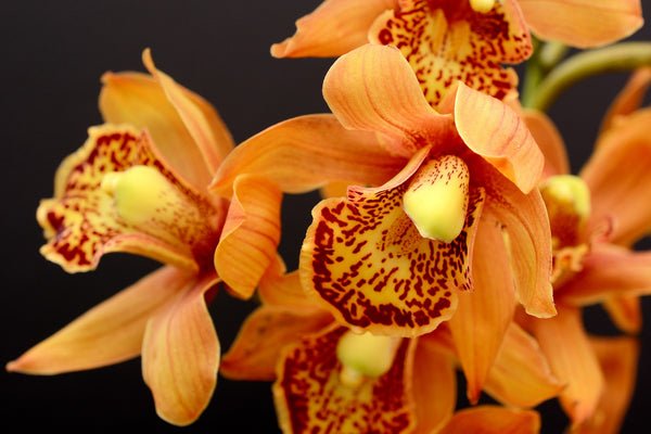 The Ultimate Orchid Guide - Orchid Republic