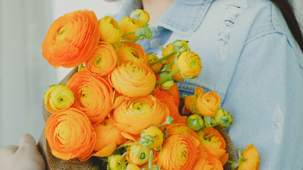 Radiant Ranunculus and Flower Meanings - Orchid Republic