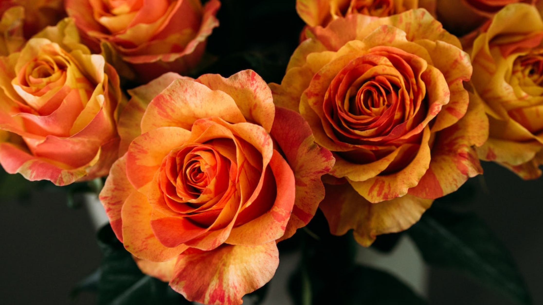 Chic and Calming Flowers for Stress and Anxiety – Orchid Republic ...