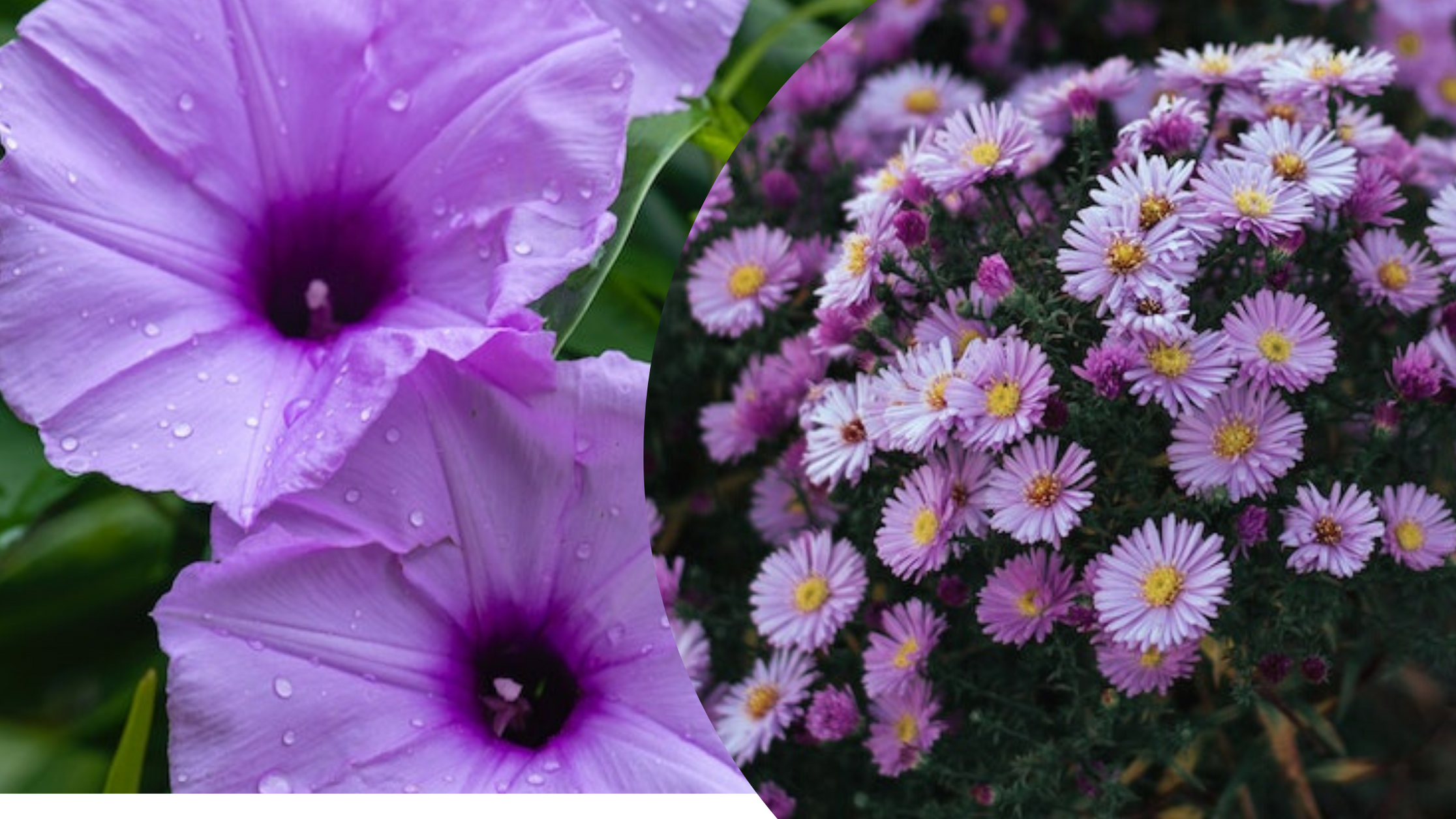 September Birth Flowers: Asters and Morning Glory – Orchid Republic ...