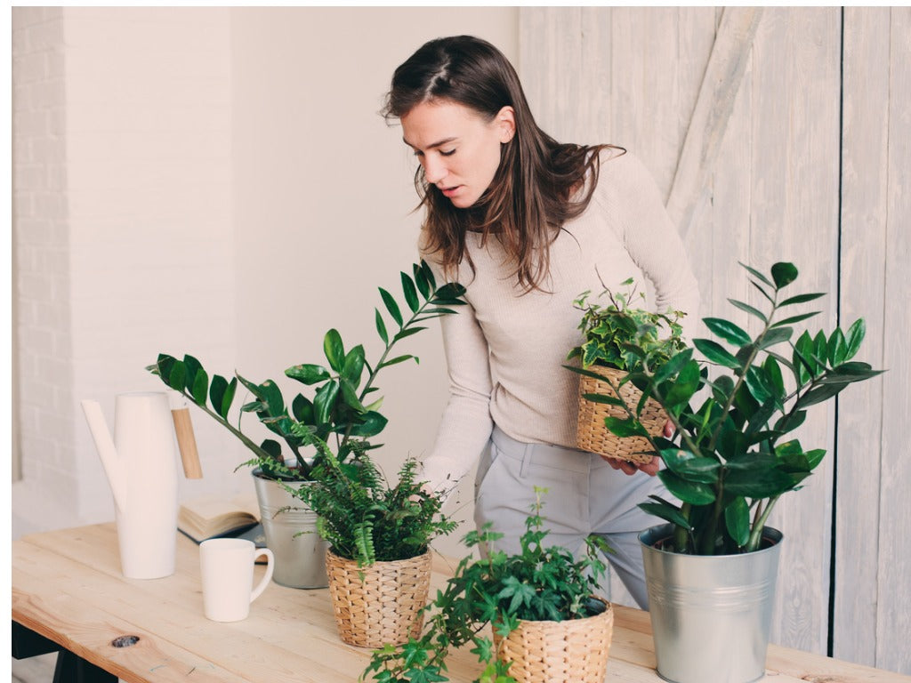 'Unkillable' Houseplants That Will Not Break Your Heart – Orchid ...