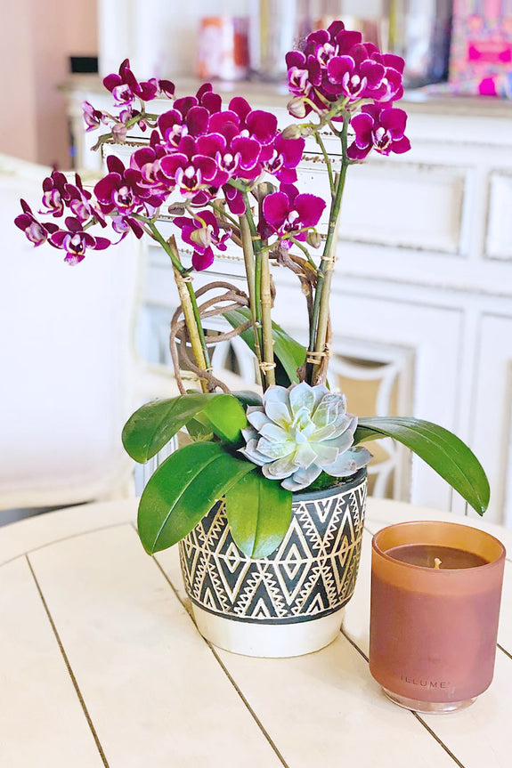 Enigmatic Night Orchids - Delivery