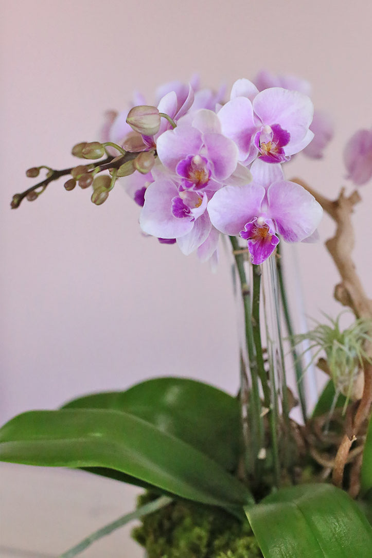 Flamingo Orchids – Orchid Republic Floral Boutique
