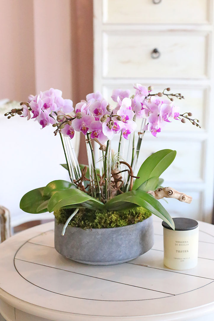 Flamingo Orchids – Orchid Republic Floral Boutique