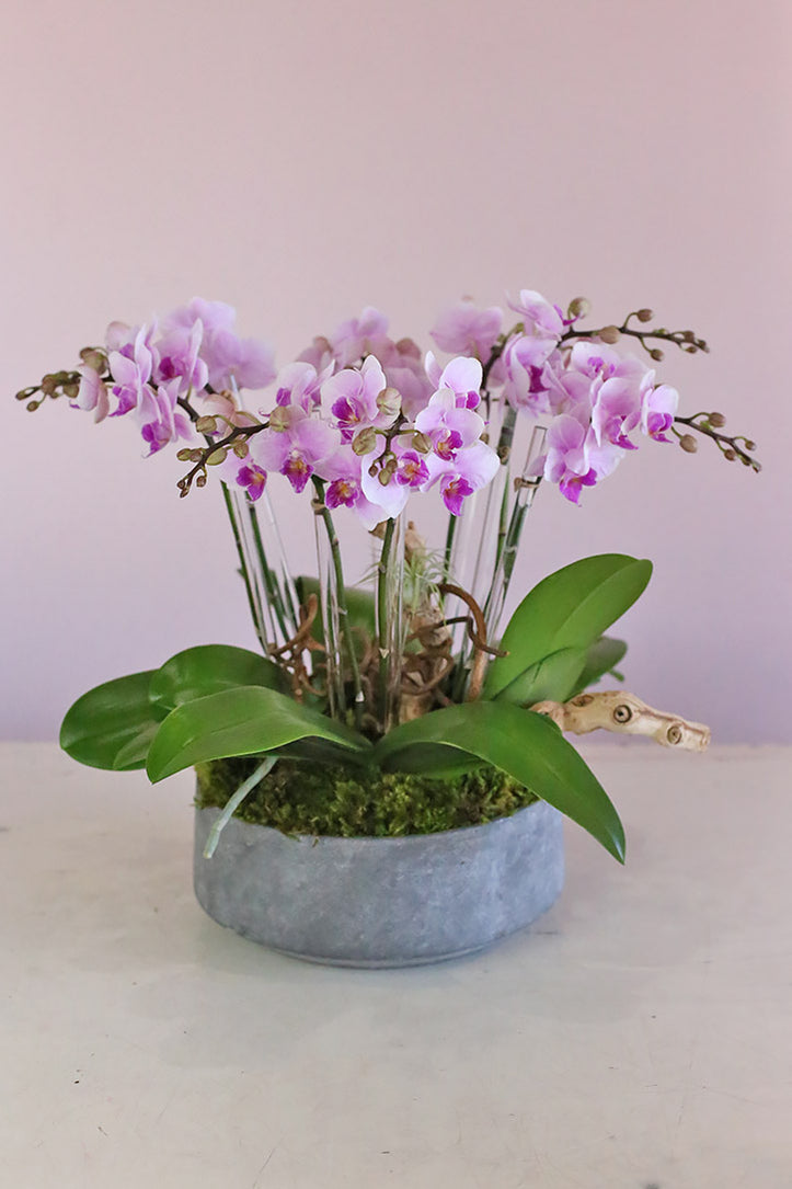 Flamingo Orchids – Orchid Republic Floral Boutique