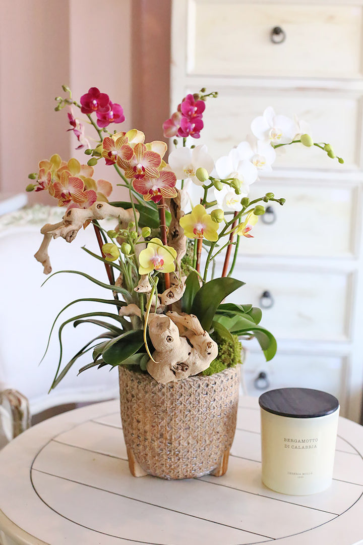 Order Orchid Plant Arrangements Online - Same-Day Delivery – Orchid ...