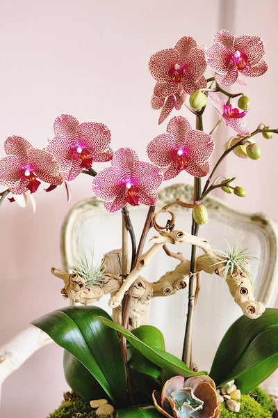 Sweet Paradise Orchids - Delivery