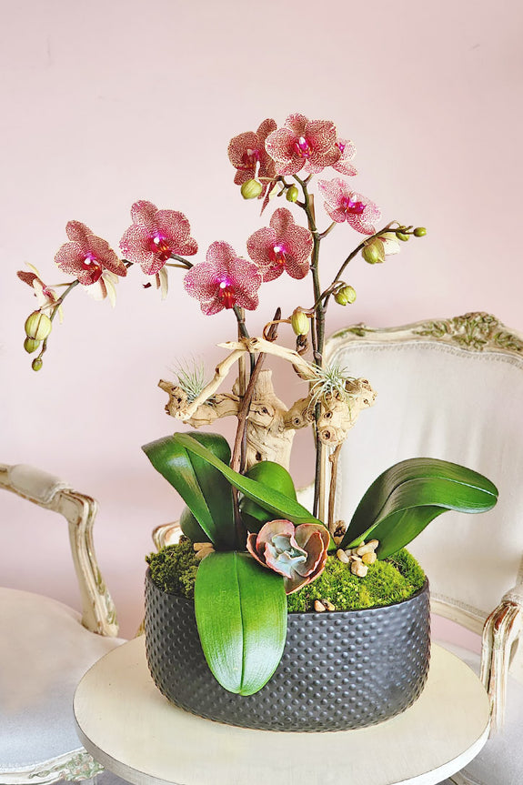 Sweet Paradise Orchids - Delivery