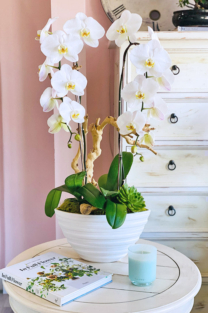Cloudline Orchids – Orchid Republic Floral Boutique