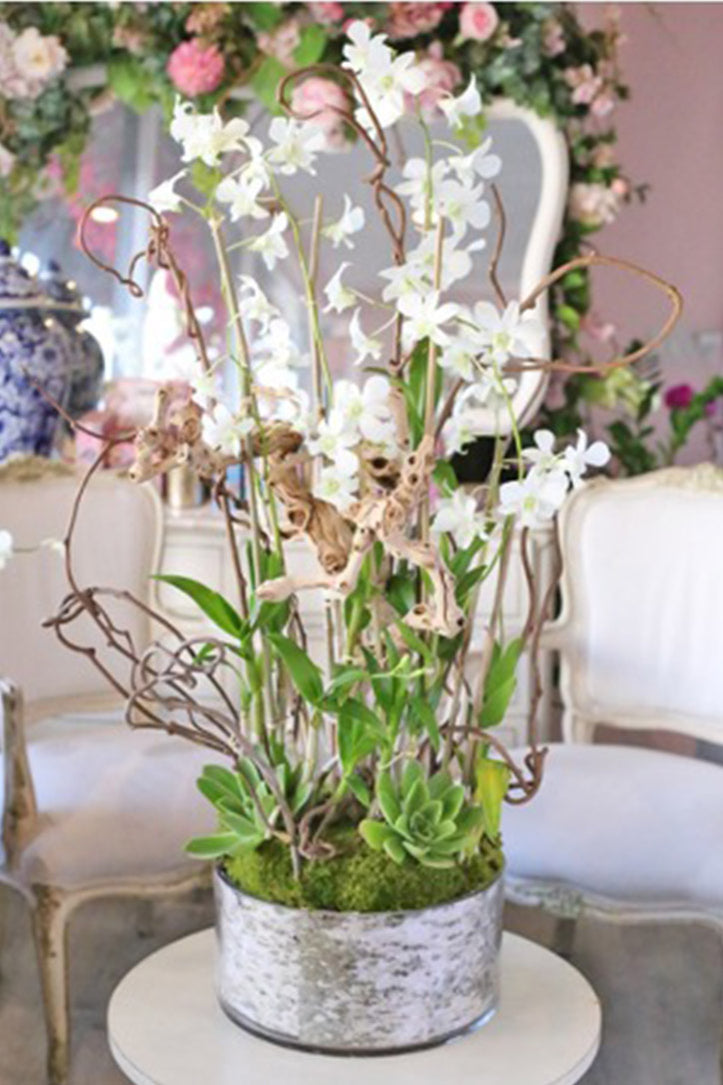 Dendro Paradise – Orchid Republic Floral Boutique
