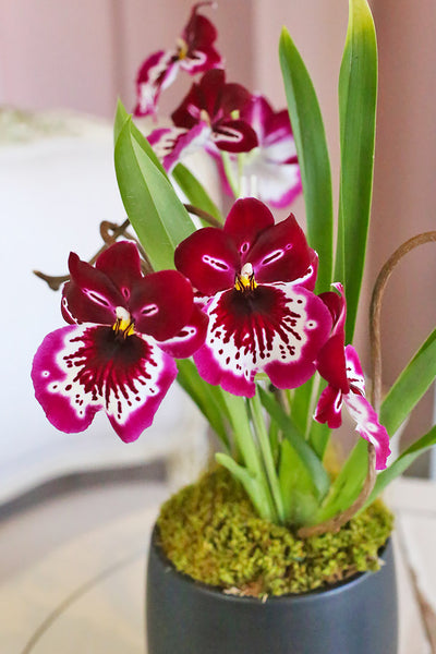 Magenta Rush - Delivery