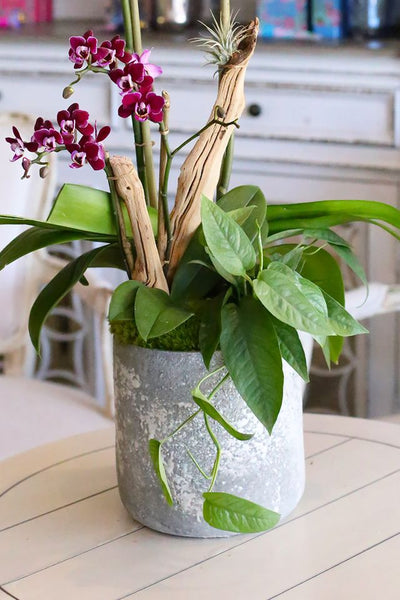 Merlot Moonlight - Delivery