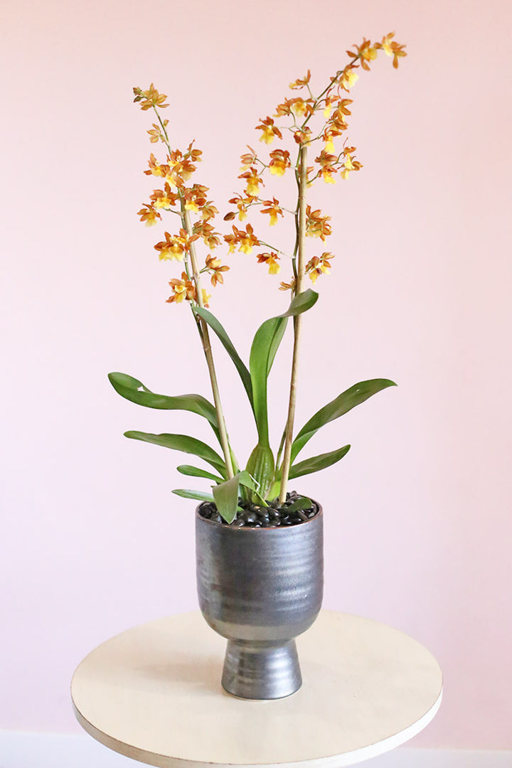Specialty Orchids Collection – Orchid Republic Floral Boutique