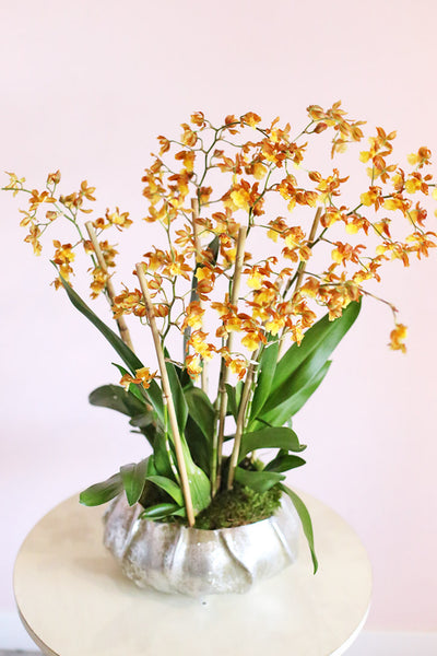 Golden Gleam - Delivery