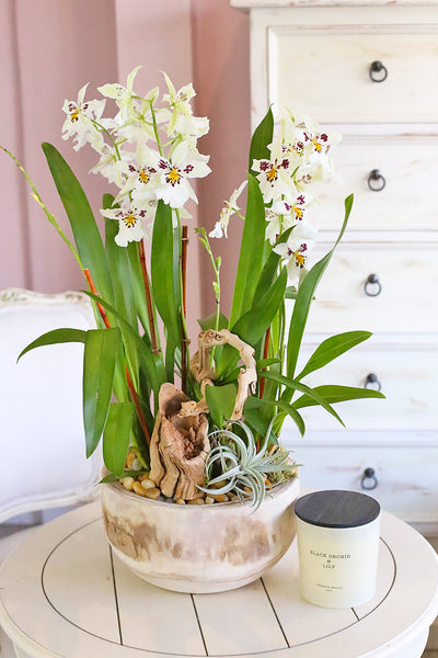 Pua Lani Orchid - Delivery