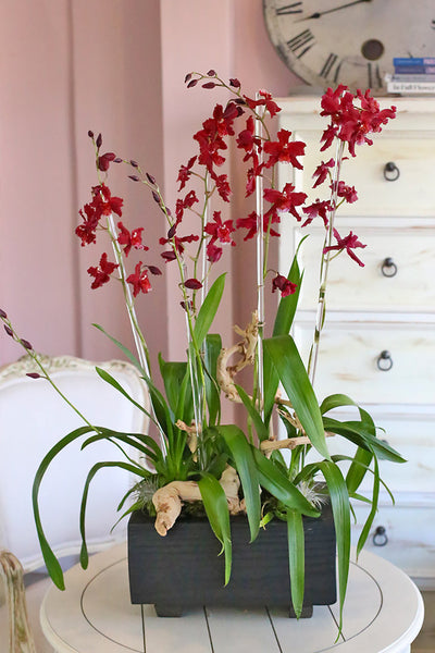 Ruby Silk - Delivery