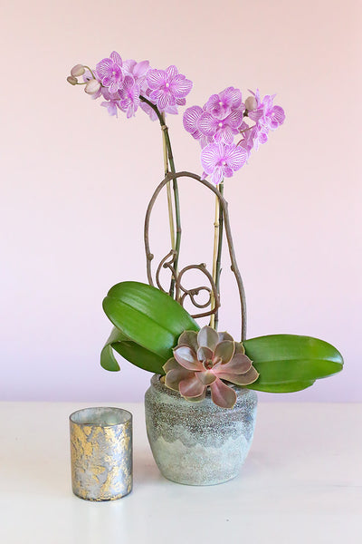 Order Orchid Plant Arrangements Online - Same-Day Delivery - Orchid ...