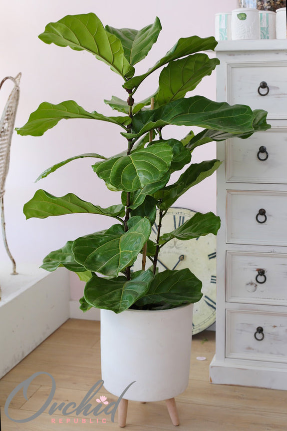 Ficus (Ficus Lyrata) - Column - Delivery