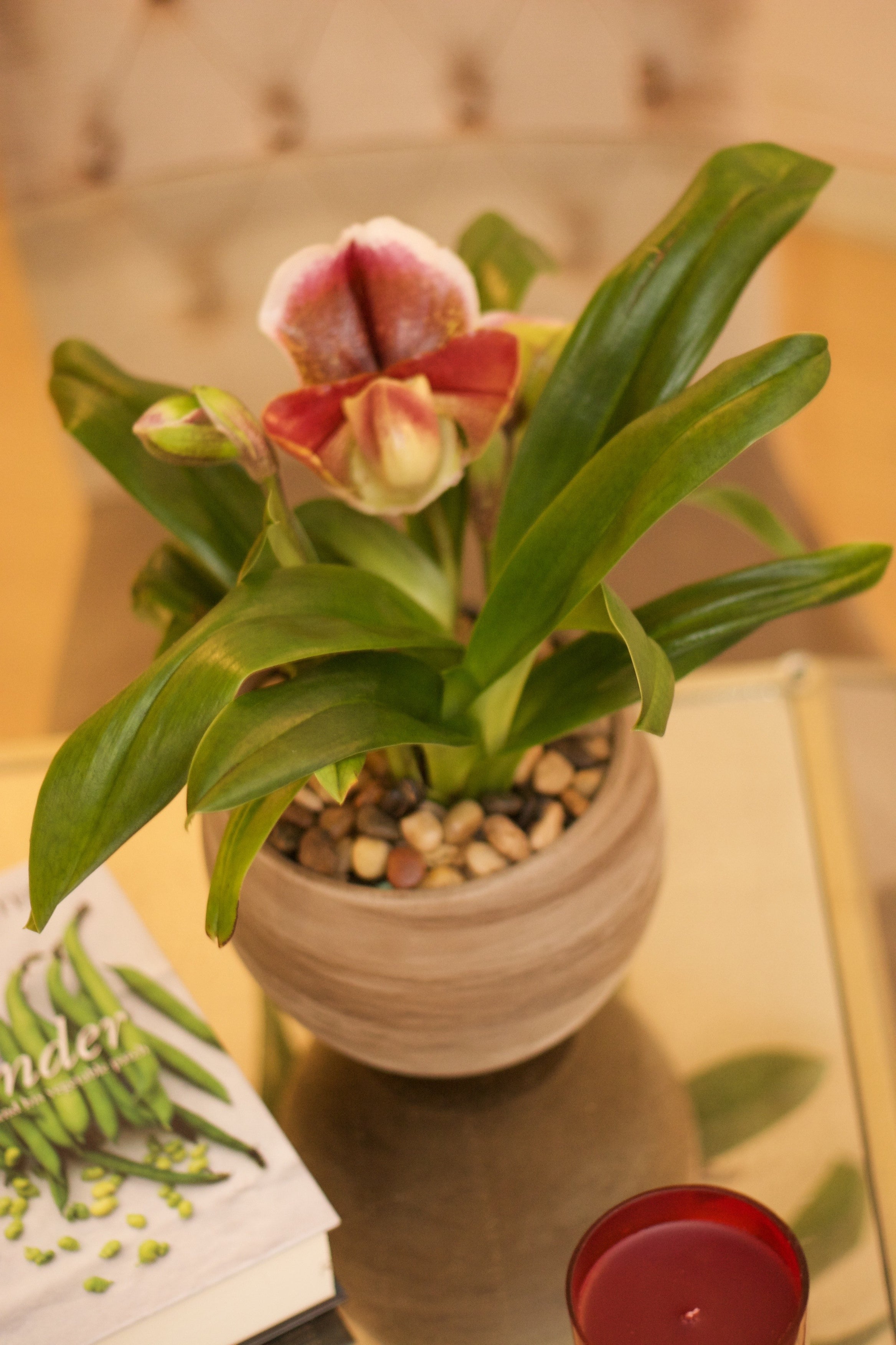 Milady Orchids – Orchid Republic Floral Boutique