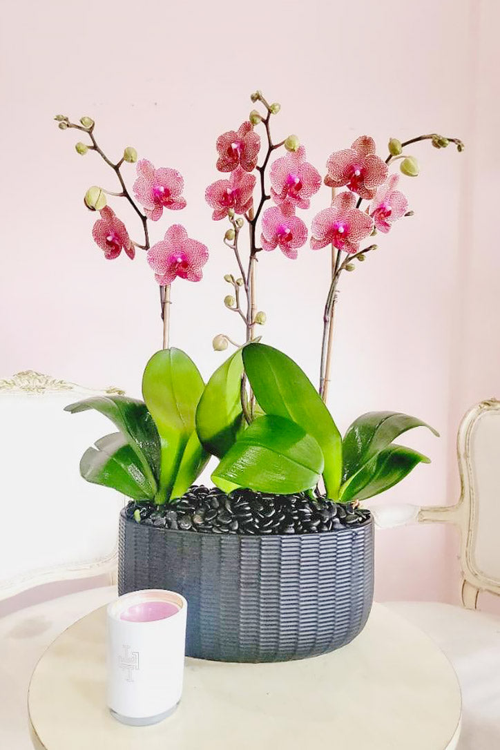 Rosa Raspberry Orchids – Orchid Republic Floral Boutique
