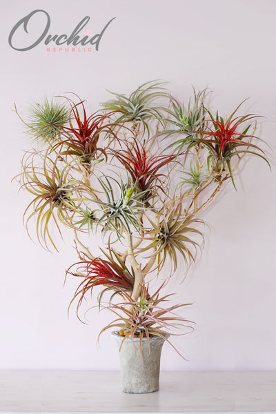 Air Plant Tree - Delivery