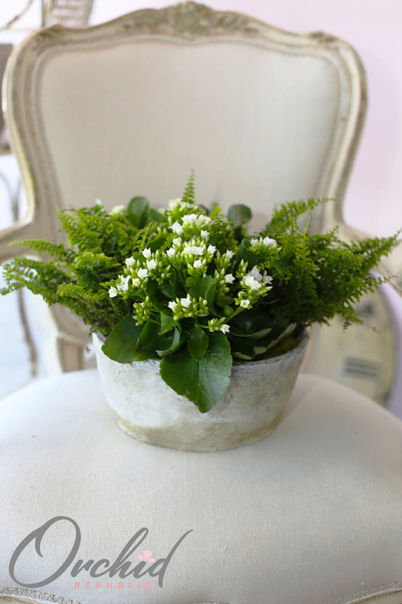 Fern Fairy - Delivery