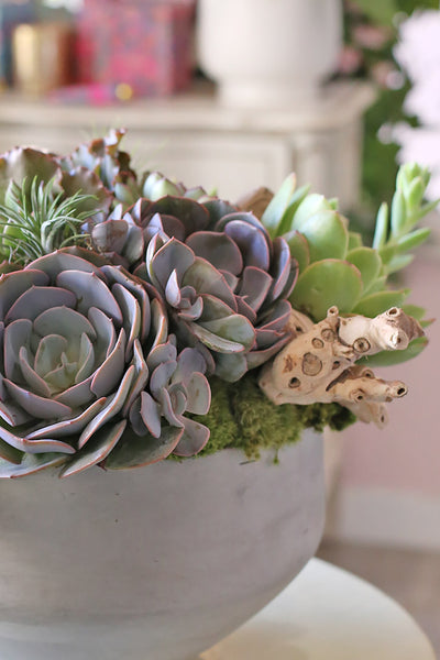 Forever Green - Succulents Delivery