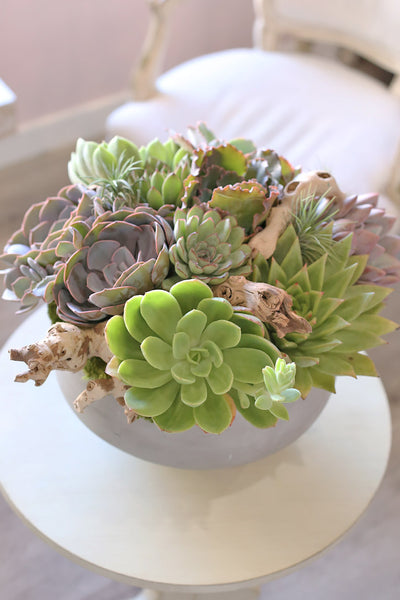 Forever Green - Succulents Delivery